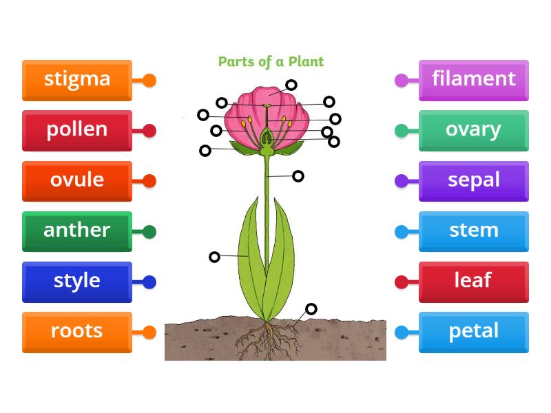 Grade 5 Key Knowledge Parts of a Plant - Labelled diagram