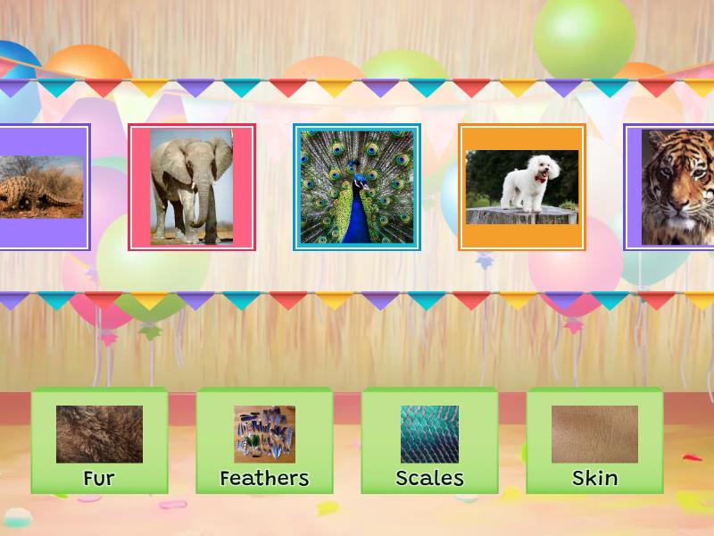 Animals covering - Speed sorting