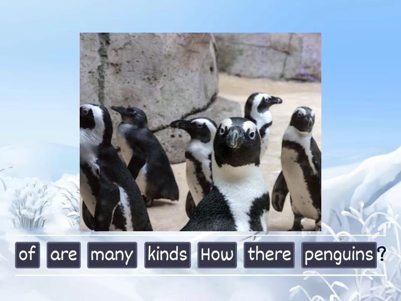 Wh- questions (penguins) - Unjumble