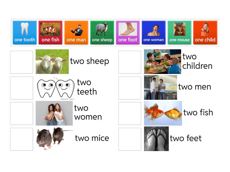Irregular Plurals - Match up