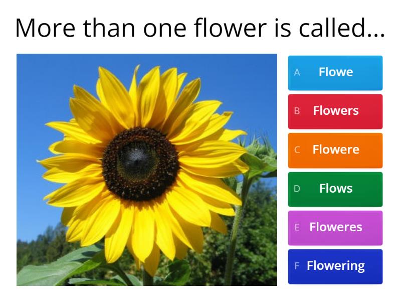 Plurals = more than one - Quiz