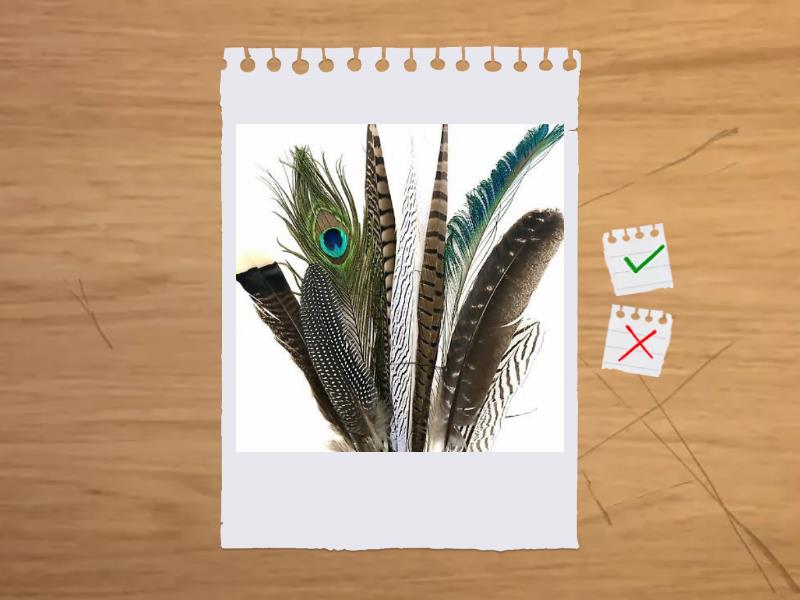 Animal Body Parts vocabulary flashcards - Flash cards