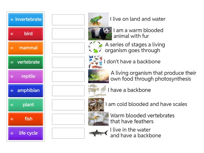 Life Cycle Vocabulary - Match up