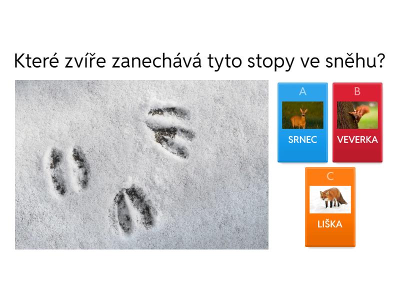 Zima - Quiz