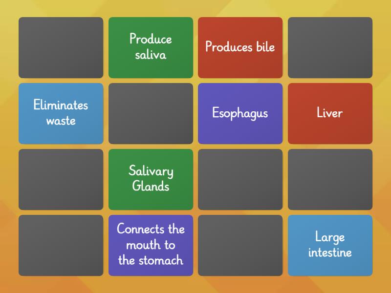 Digestive System (Organs) - Matching pairs