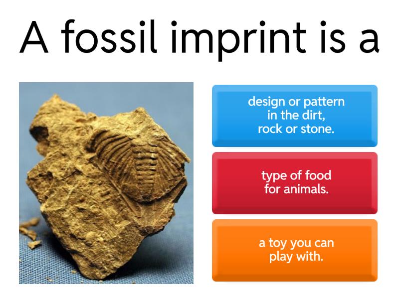 Fossils as Evidence - Quiz