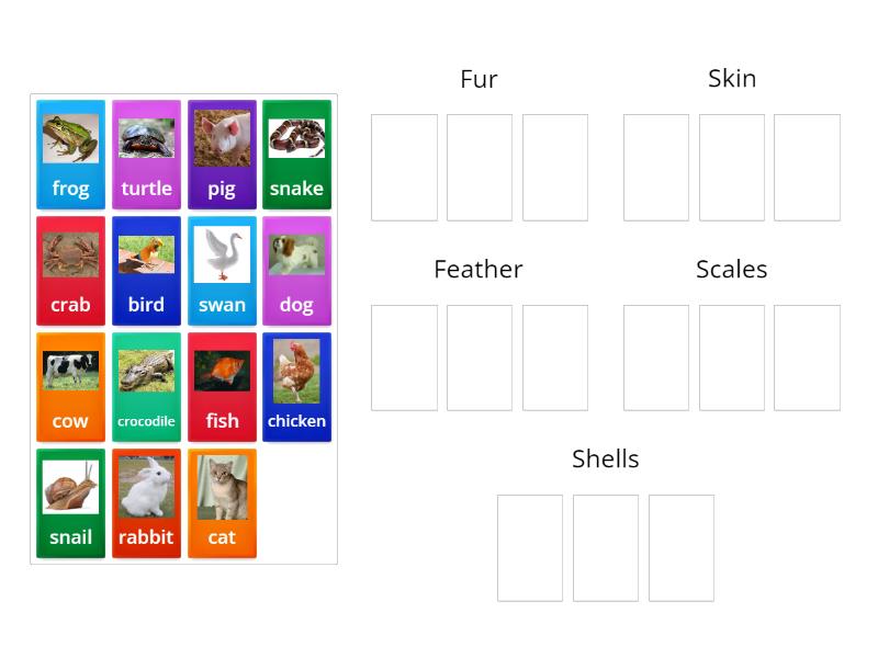 Body Coverings of Animals - Group sort