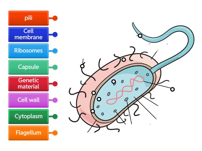 Topic 10 Lesson 3 Viruses, Bacteria, Protists and Fungi - Labelled diagram