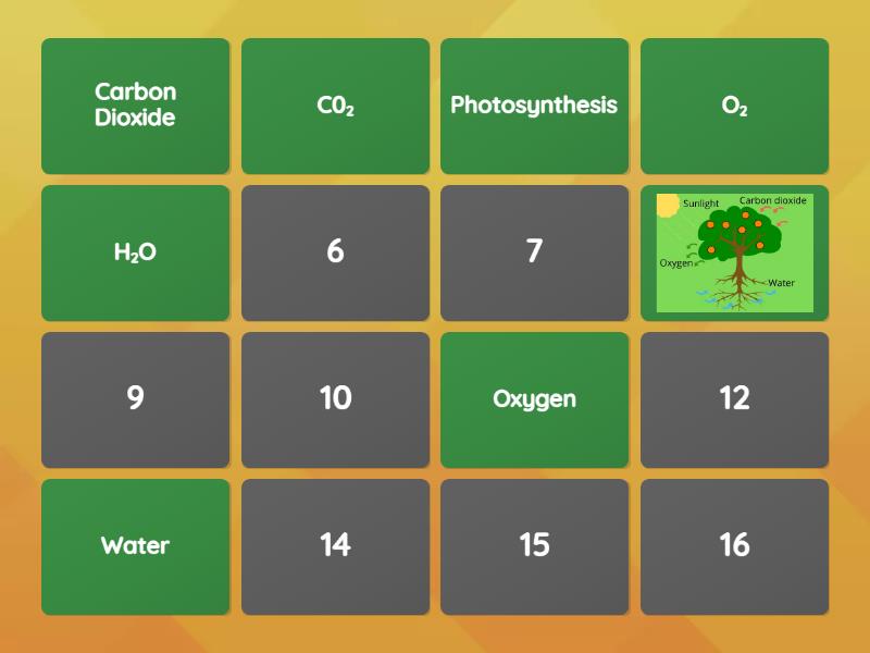 Photosynthesis - Matching pairs