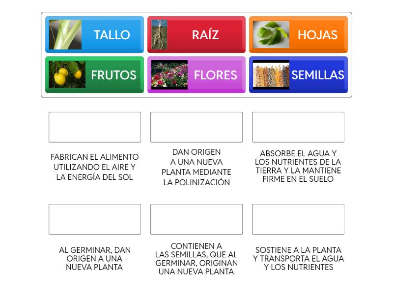 PLANTAS Y SUS FUNCIONES - Match up