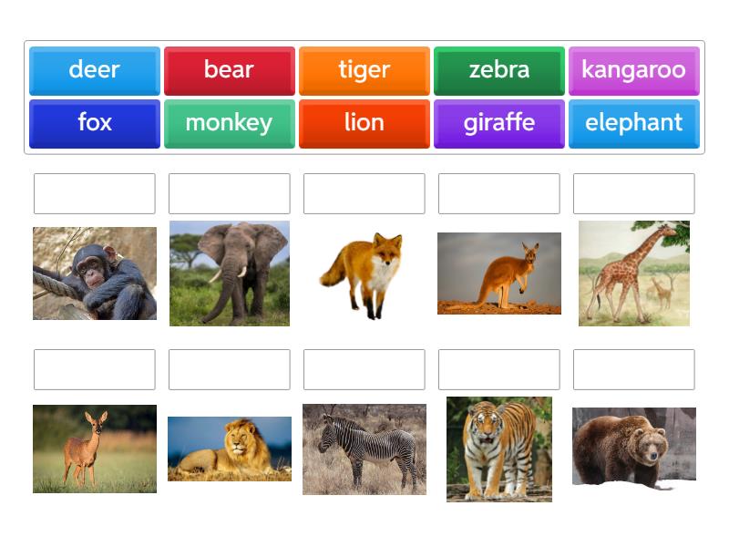 Wild Animals - Match up