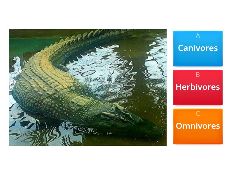 Carnivores, herbivores and omnivores - Quiz
