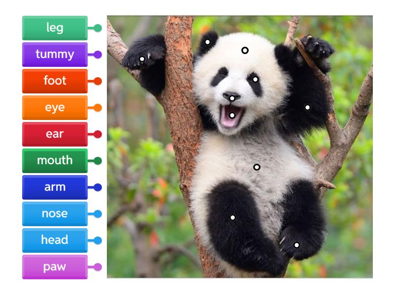 Panda Body parts - Labelled diagram