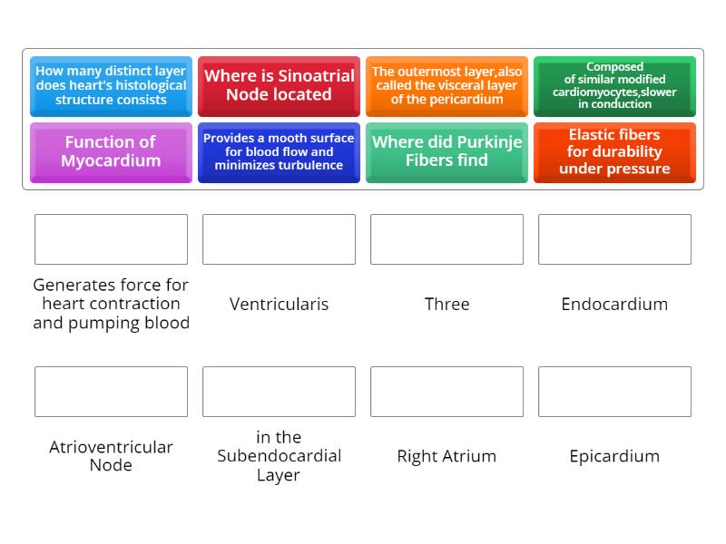 Game about histology of the heart - Match up