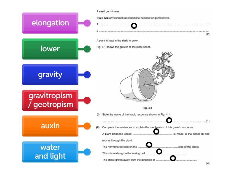 Plant hormones tropisms - Labelled diagram