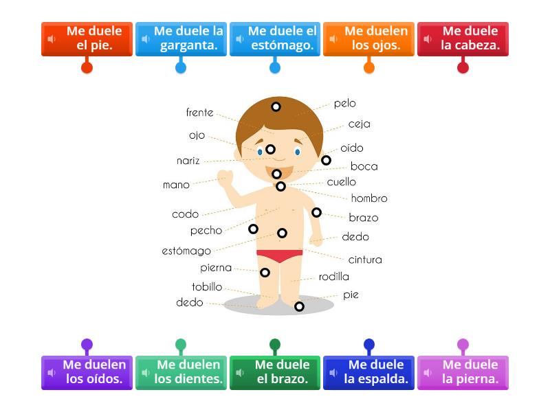 ¡Me duele todo! - Labelled diagram
