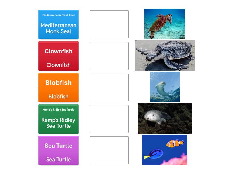 Sea Creatures - Match up