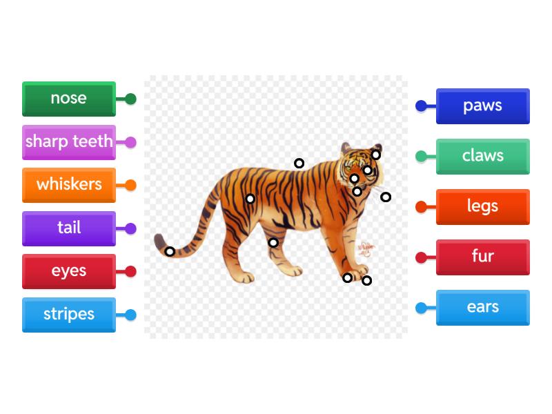Tiger (body parts) - Labelled diagram