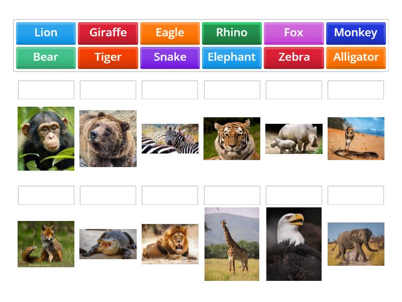 Wild Animals - Match up