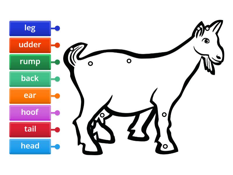Goat body parts labeling - Labelled diagram