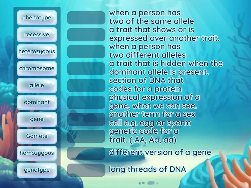 Genetics Vocabulary Review - Match up