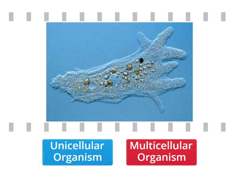 Unicellular vs. Multicellular Organisms - True or false