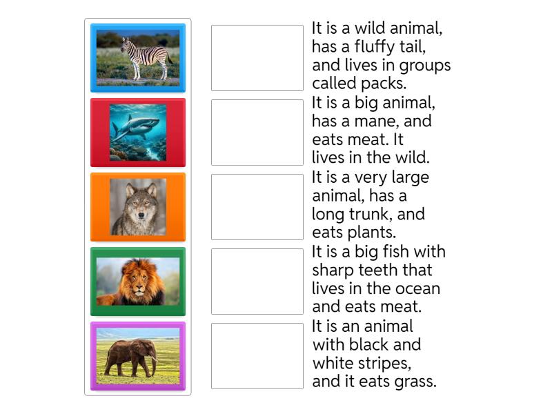 WILD ANIMALS - Match up