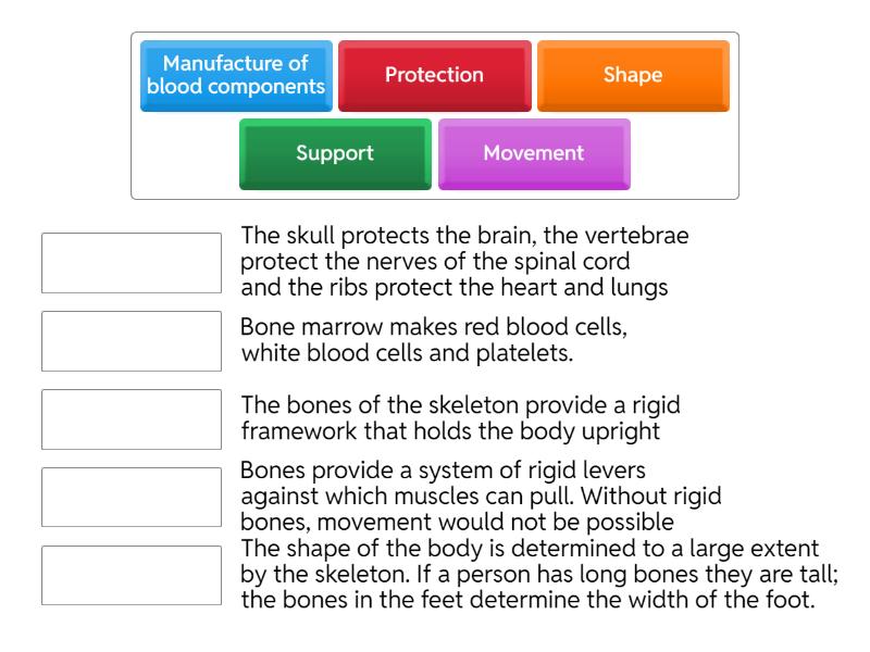 Functions of the Skeleton - Match up