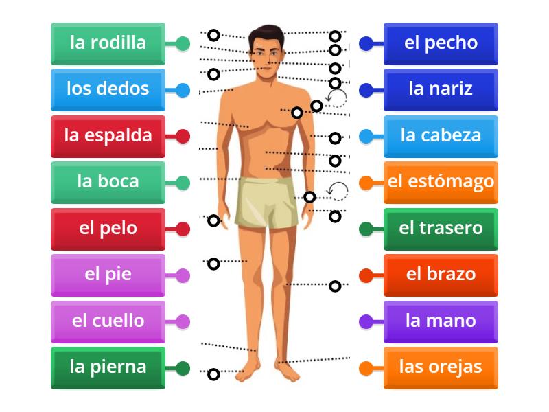Los partes del cuerpo - Drag and drop - Labelled diagram