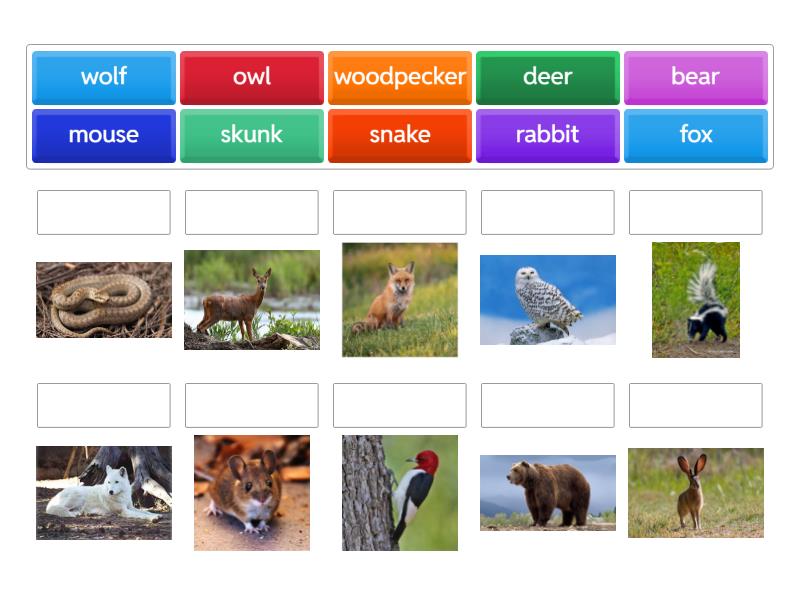 forest animals - Match up