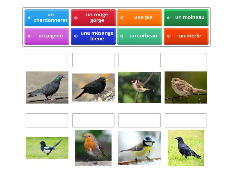 les oiseaux - Match up