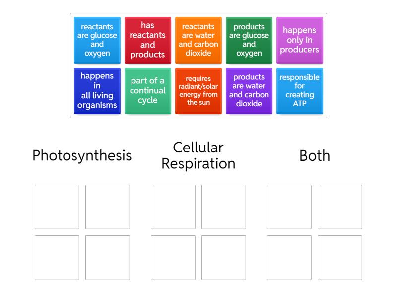 Photosynthesis and Cellular Respiration - Group sort