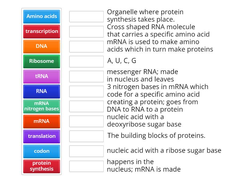 Protein synthesis Review - Match up