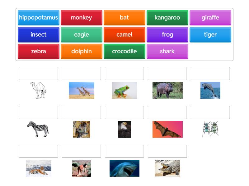 Wild Animals - Project 2, Unit 2C - Match up