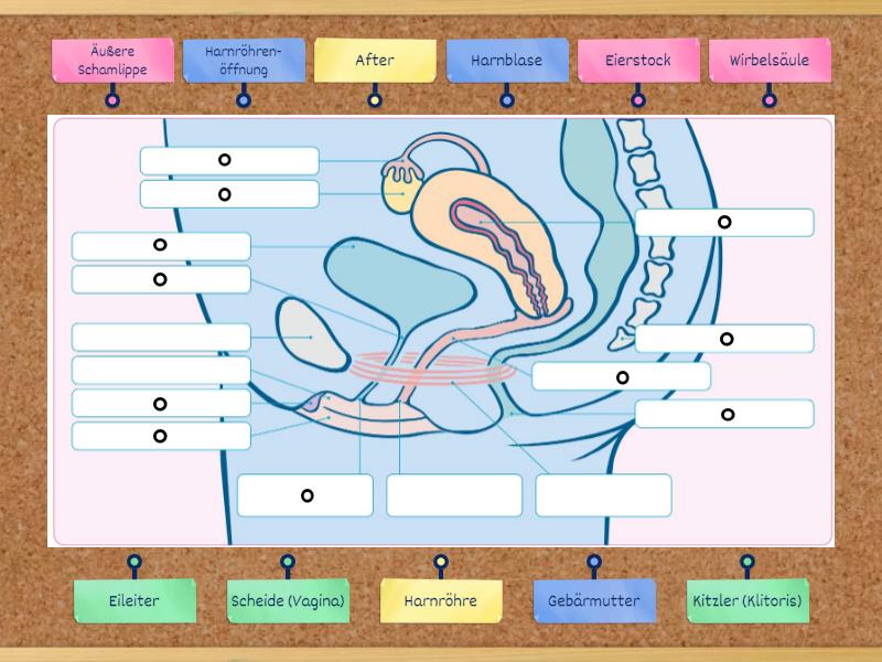 Weibliche Geschlechtsorgane (seitlich) 1 - Labelled diagram