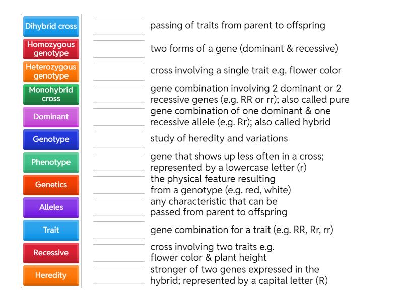 Genetics vocabulary - Match up
