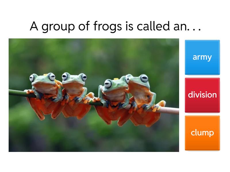 Animal Group Names - Quiz