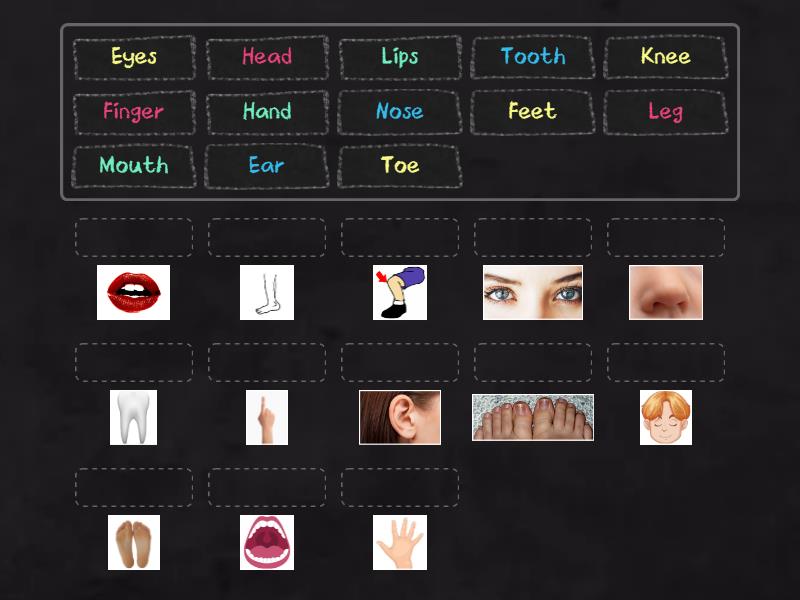 Body Parts - Match up