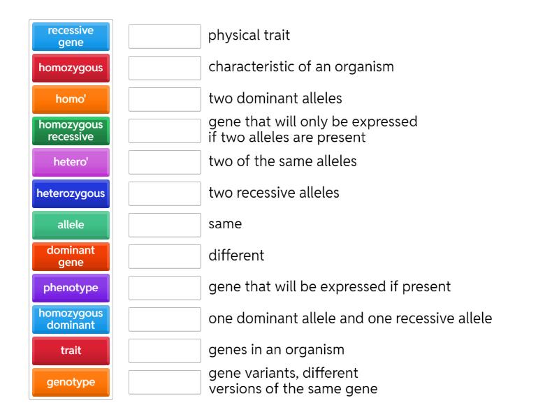 CP Mendelian Genetics Vocab - Match up