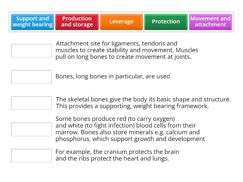 Function of the skeleton - Match up