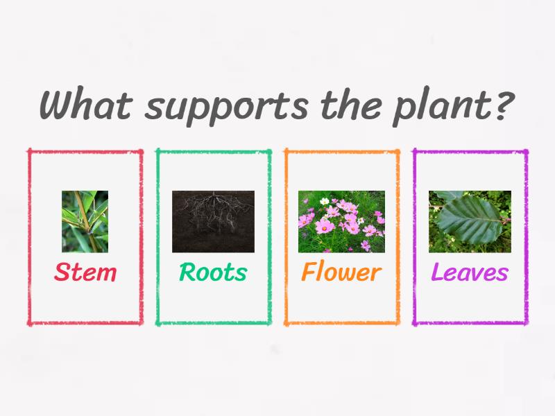 functions of plant - Quiz