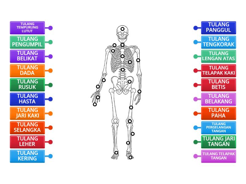 THE HUMAN SKELETON (SISTEM RANGKA MANUSIA) - Labelled diagram
