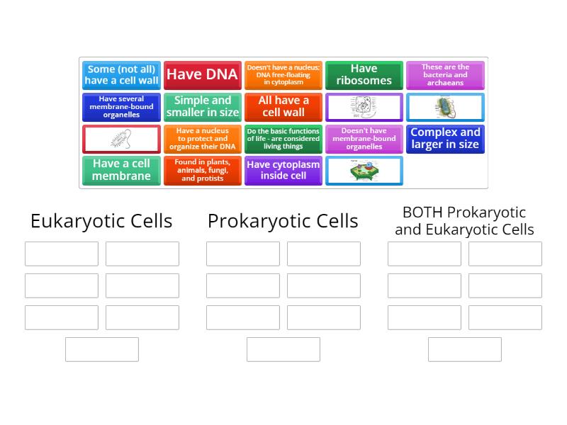 Prokaryotic vs Eukaryotic Cells - Group sort