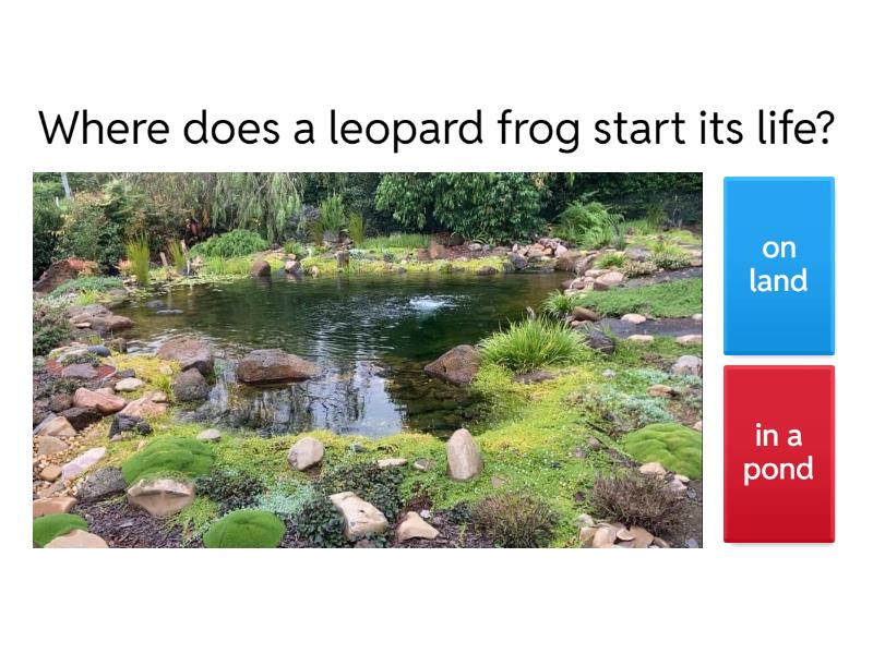 Life cycle - Frog & Salamander - Quiz