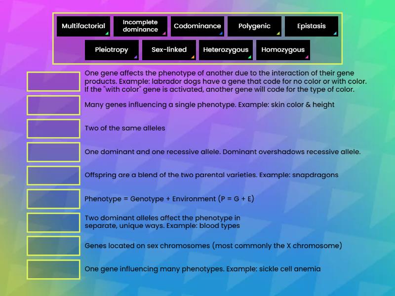 Ch. 14 & 15: Patterns of Inheritance - Match up