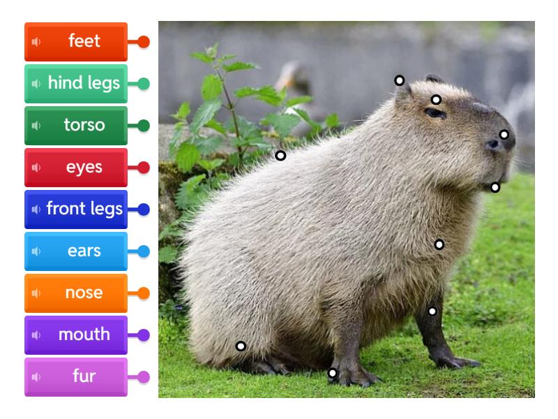 Capybara - Body Parts - Labelled diagram