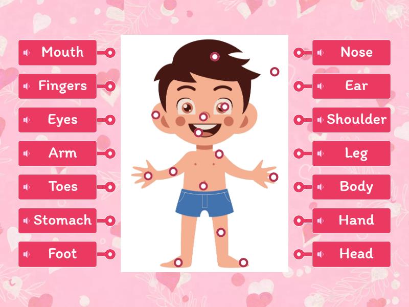 Body Parts - labeling - Labelled diagram