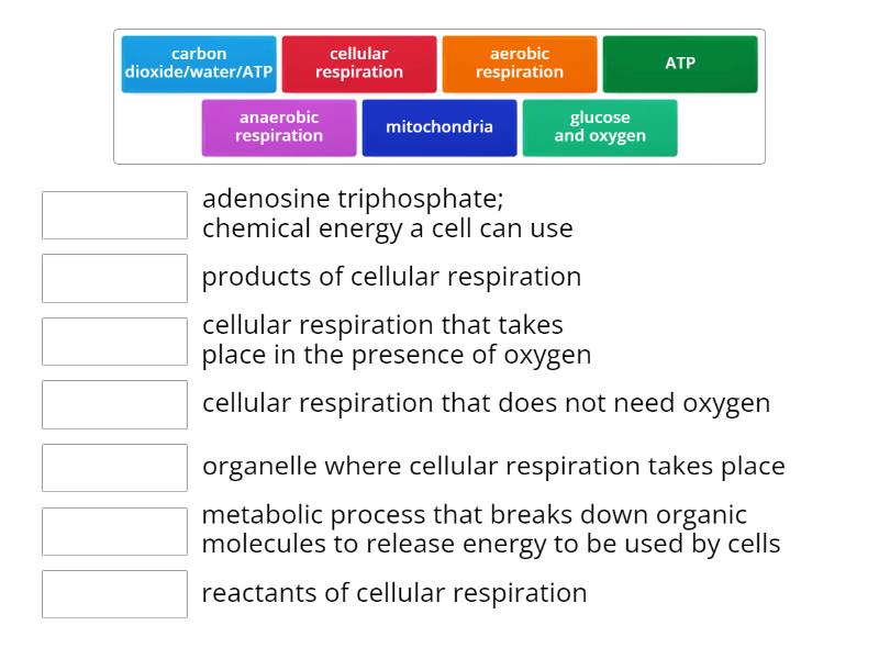 Intro to Cellular Respiration - Une las parejas