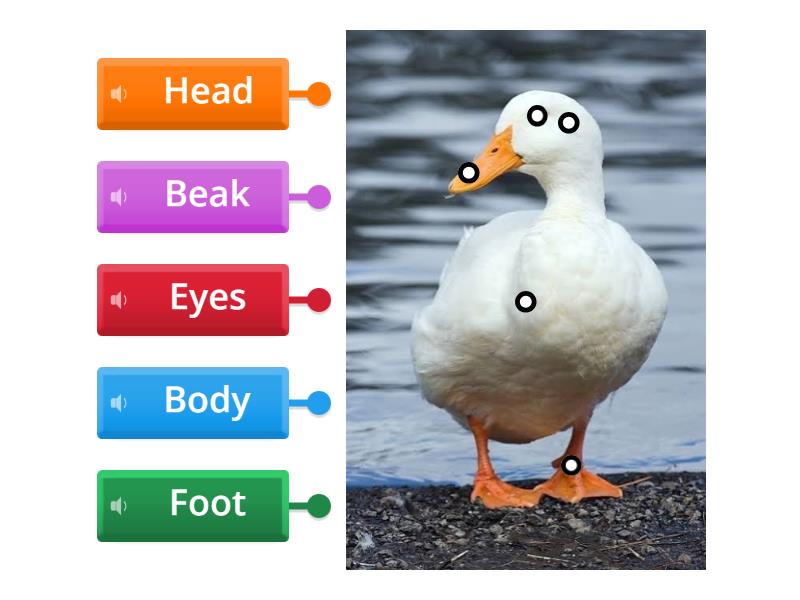 Duck - Labelled diagram