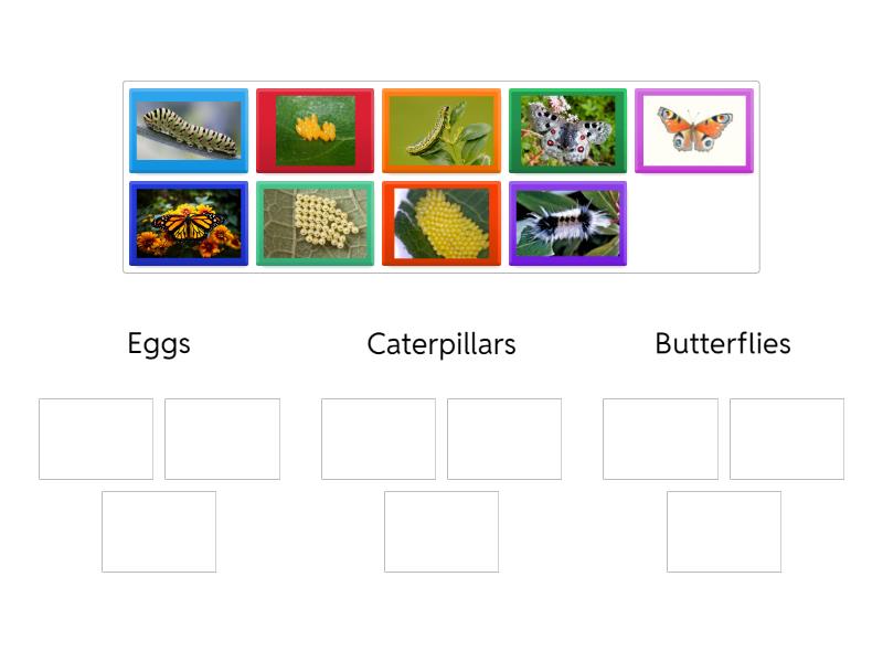 Sorting Butterfly life cycle - Group sort